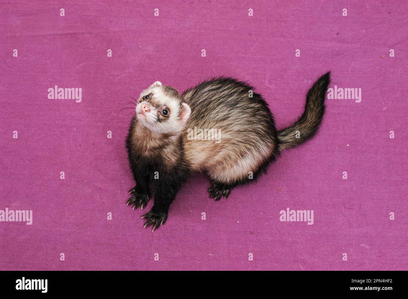 Fat Ferret The Marshall Pet New Ferret Family Guide By Ferrets