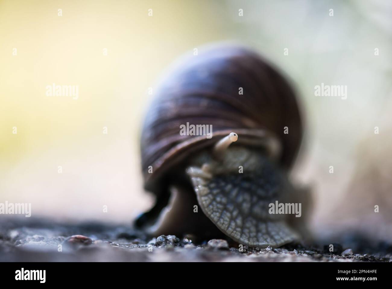 One eye of a snail looking out for danger Stock Photo - Alamy