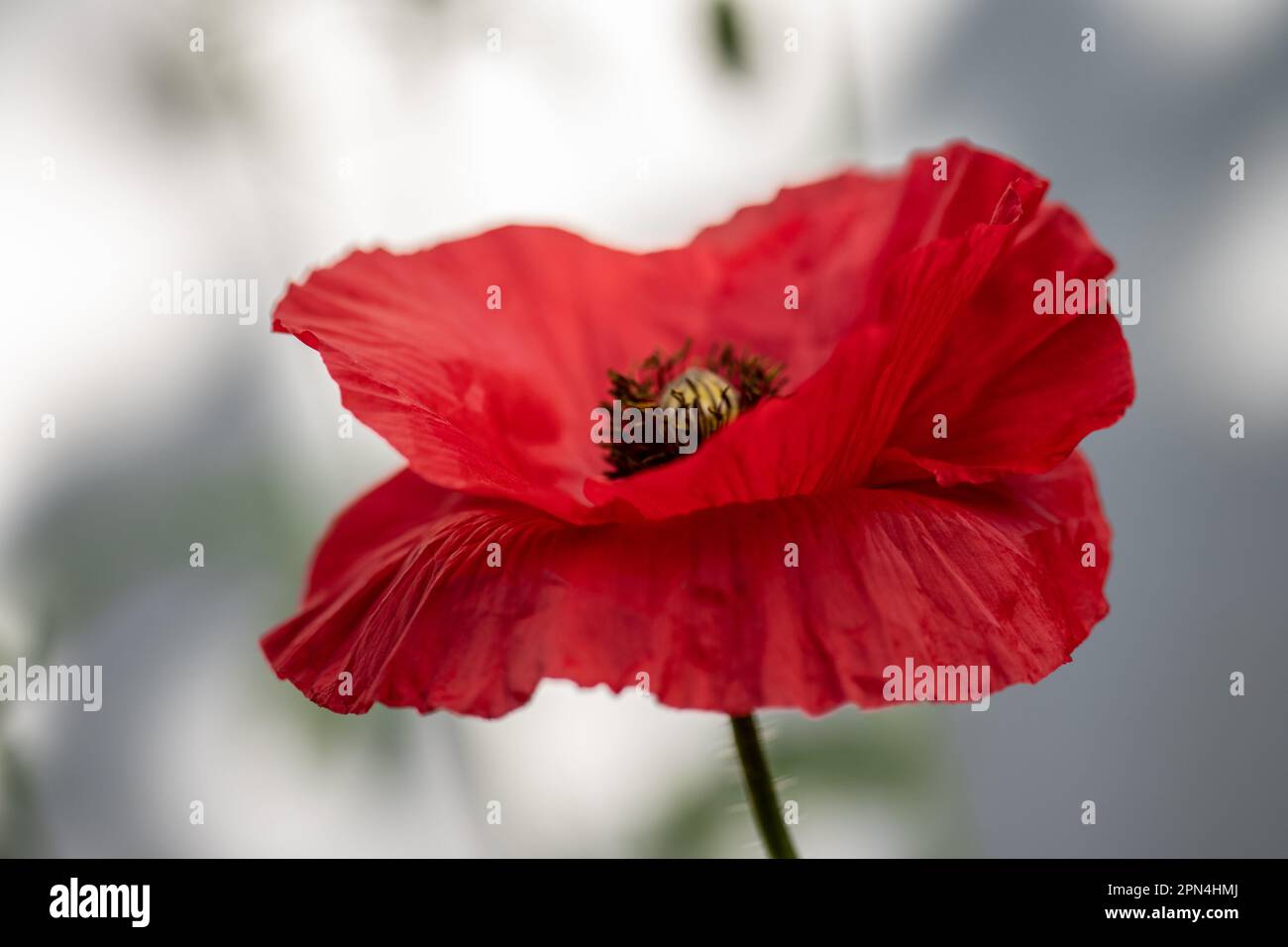 Deep red poppy hi-res stock photography and images - Alamy