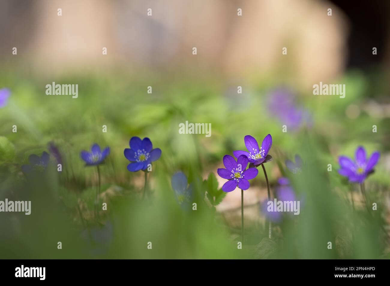 Hepatica flowers that blooming in the forest in early spring. Hepatica ...