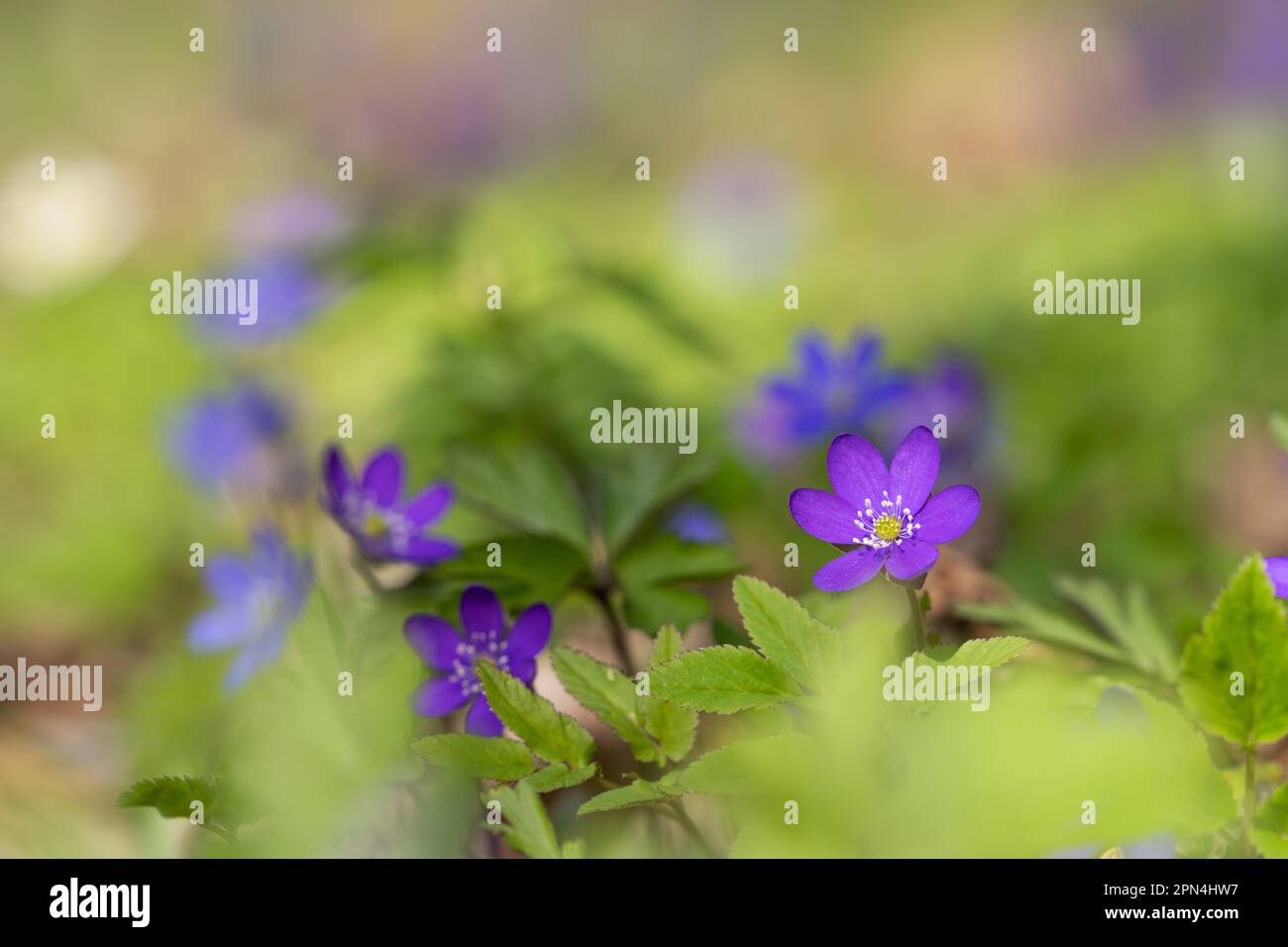 Hepatica flowers that blooming in the forest in early spring. Hepatica ...