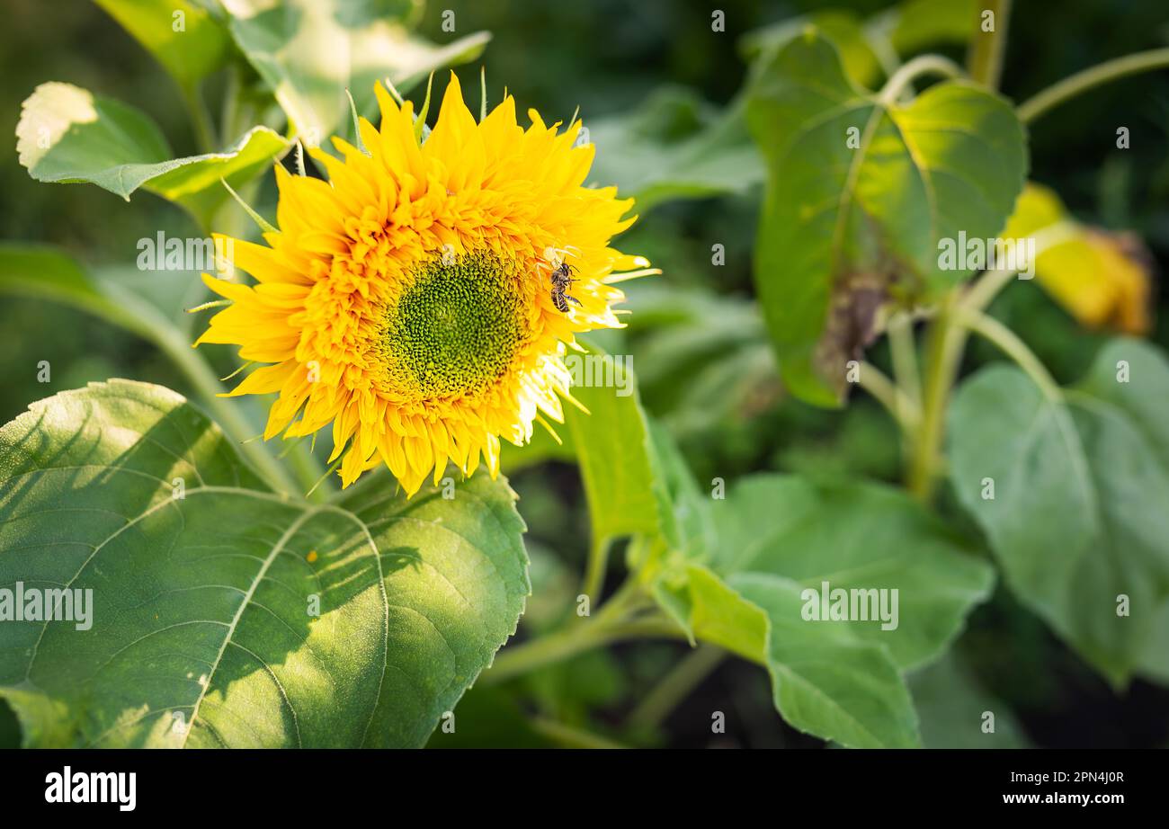 A yellow spider has caught its prey and is holding a wasp sitting on a ...