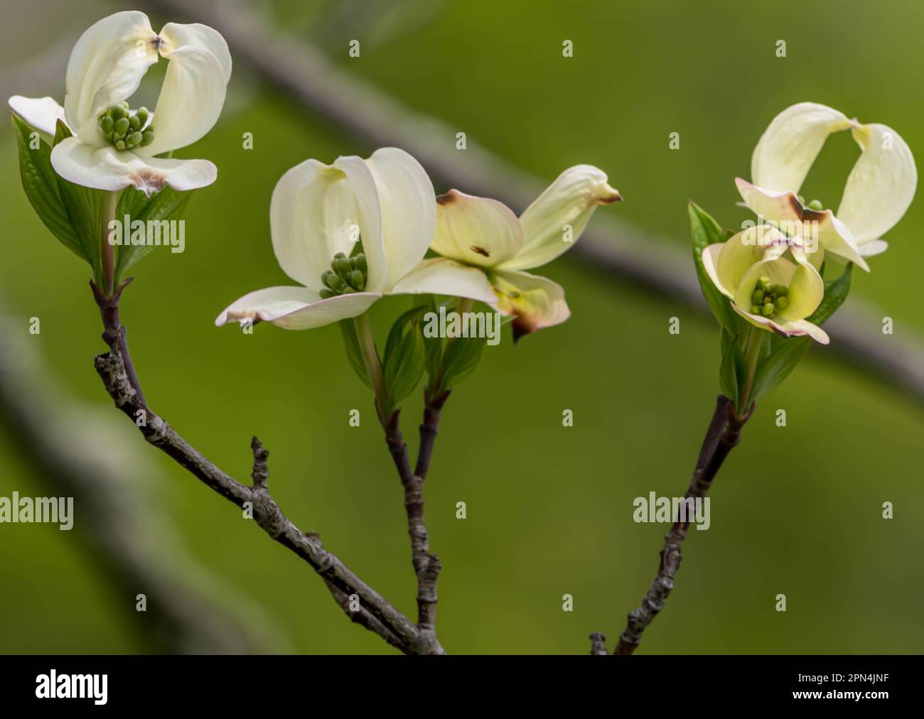 White dogwoods flowers blooming on a sunny spring day in Pittsburgh ...
