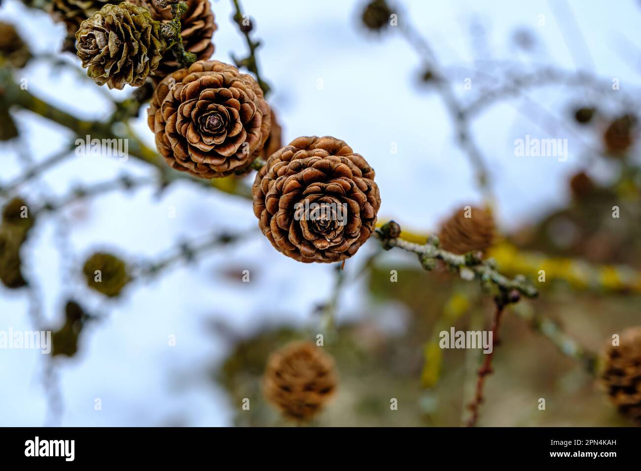 Pine cone Leaf larch, also known as European larch, is a conifer from ...