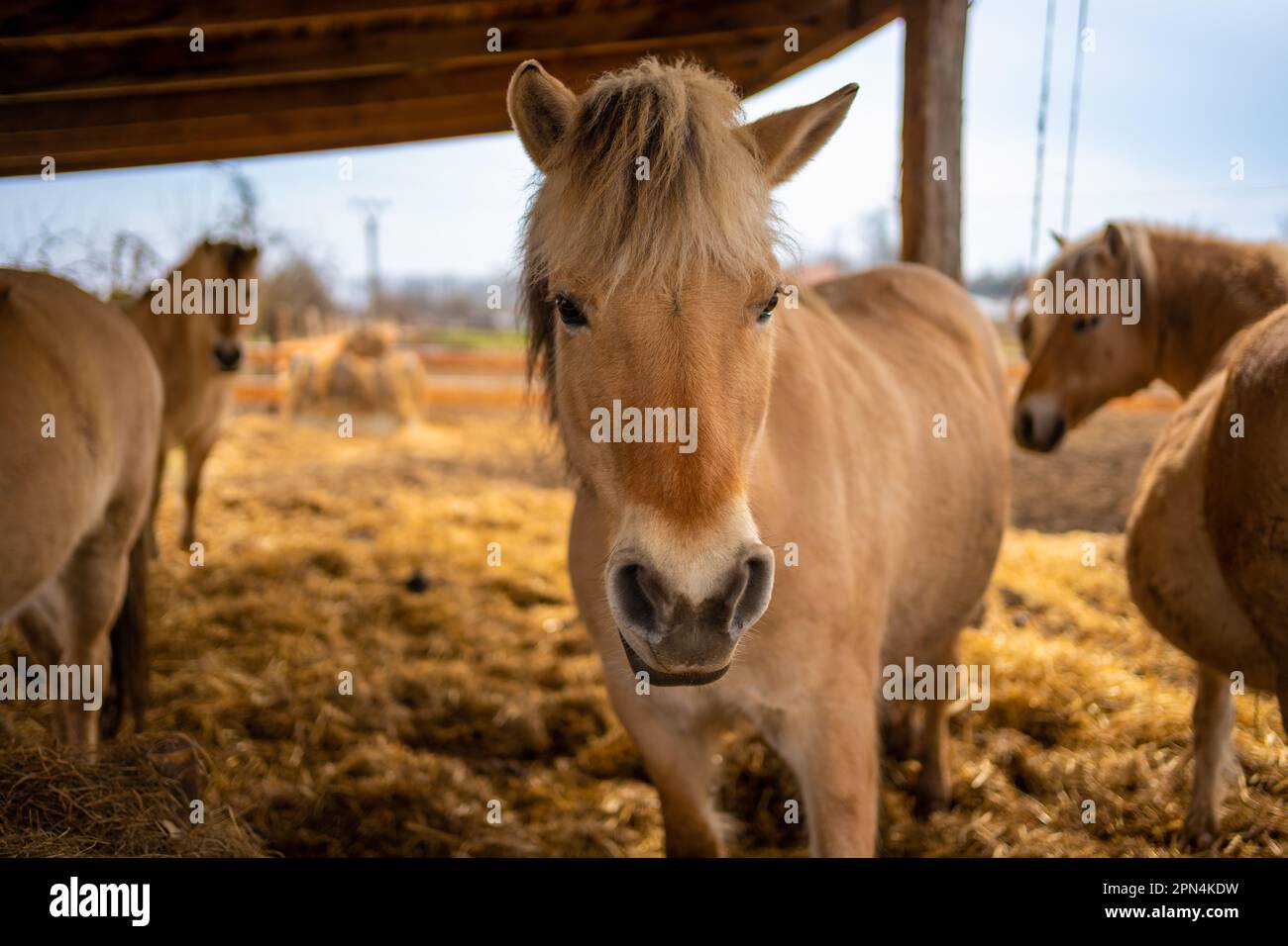 The Fjord horse or Norwegian Fjord Horse. Horse in a stable eating hay ...