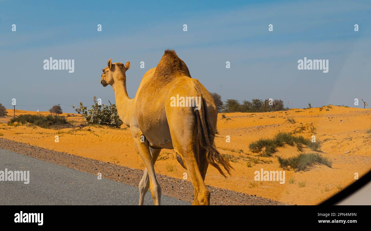 Camel walks on the road Stock Photo - Alamy
