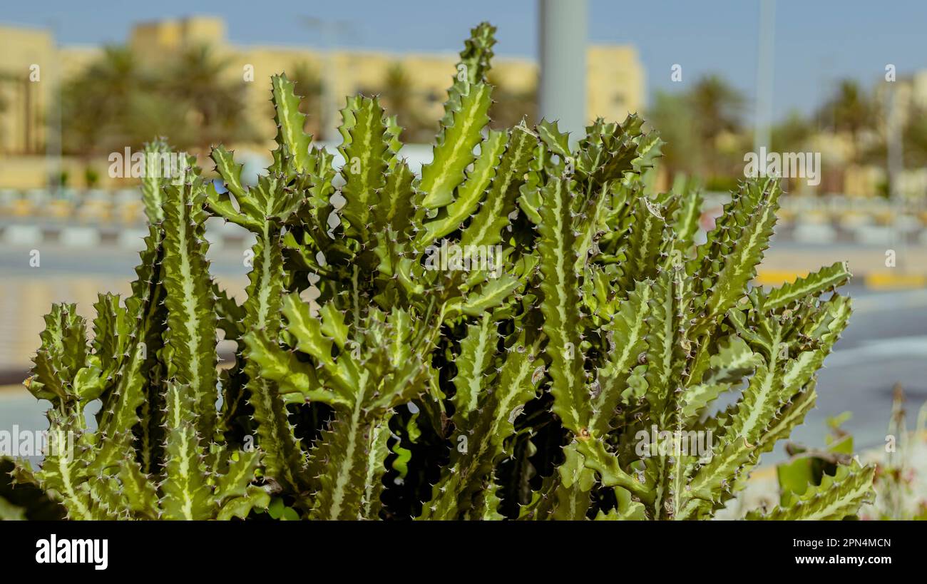 Cactus ornamental hi-res stock photography and images - Alamy