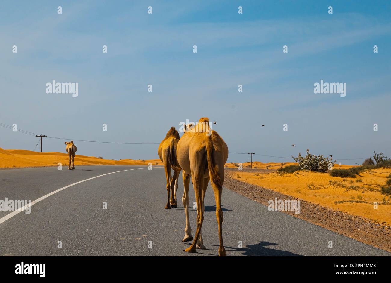 Camel active hi-res stock photography and images - Alamy
