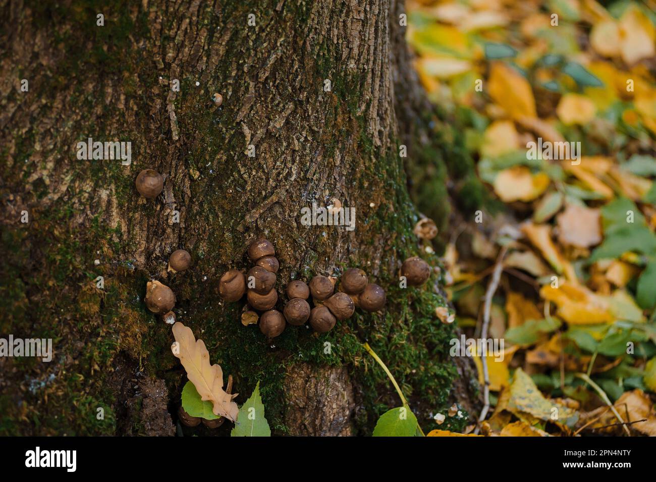 Puffball mushroom grows on a tree in the autumn forest Stock Photo - Alamy
