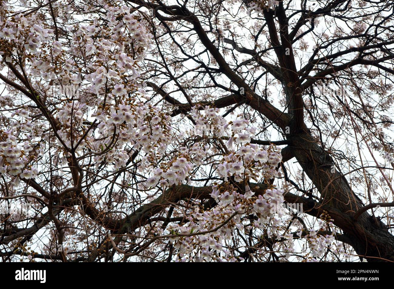Flowering bignoniaceae tree with ivory white with purple flowers in ...