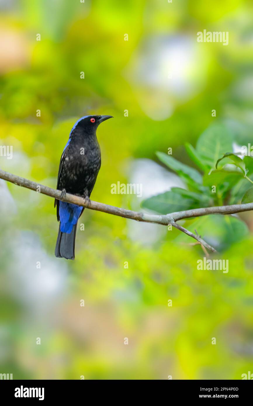 India asian fairy bluebird hi-res stock photography and images - Alamy