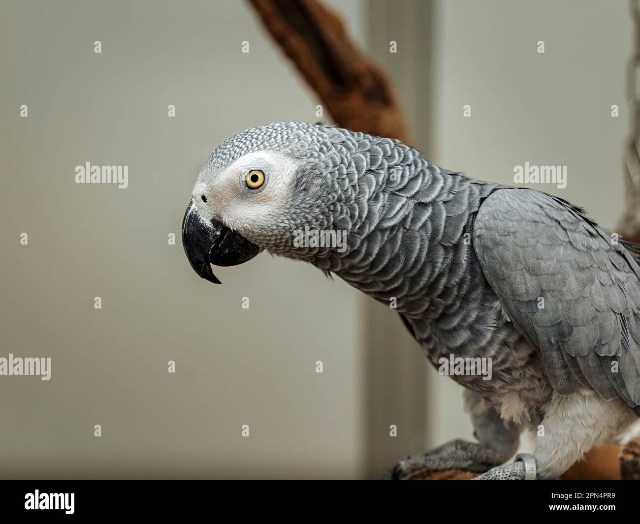 Full body portrait of a gray parrot sitting on a branch Stock Photo - Alamy