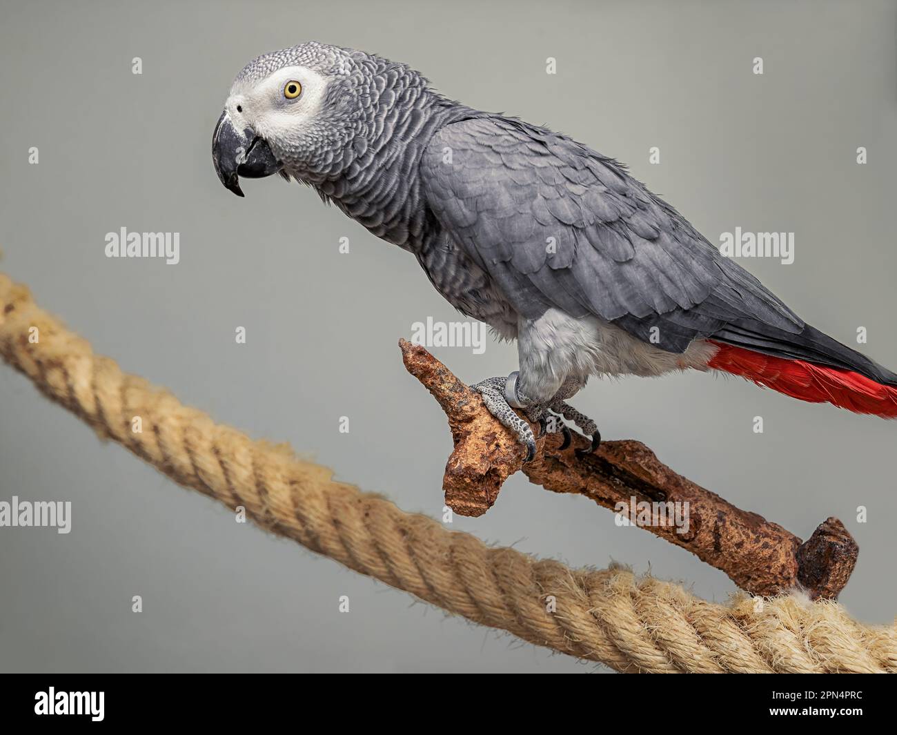 Full body portrait of a gray parrot sitting on a branch Stock Photo - Alamy