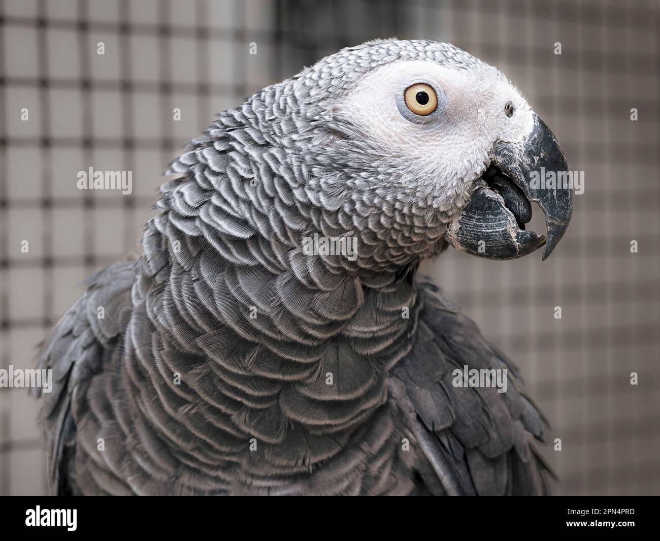 Image filling upper body portrait of gray parrot with opened beak Stock ...