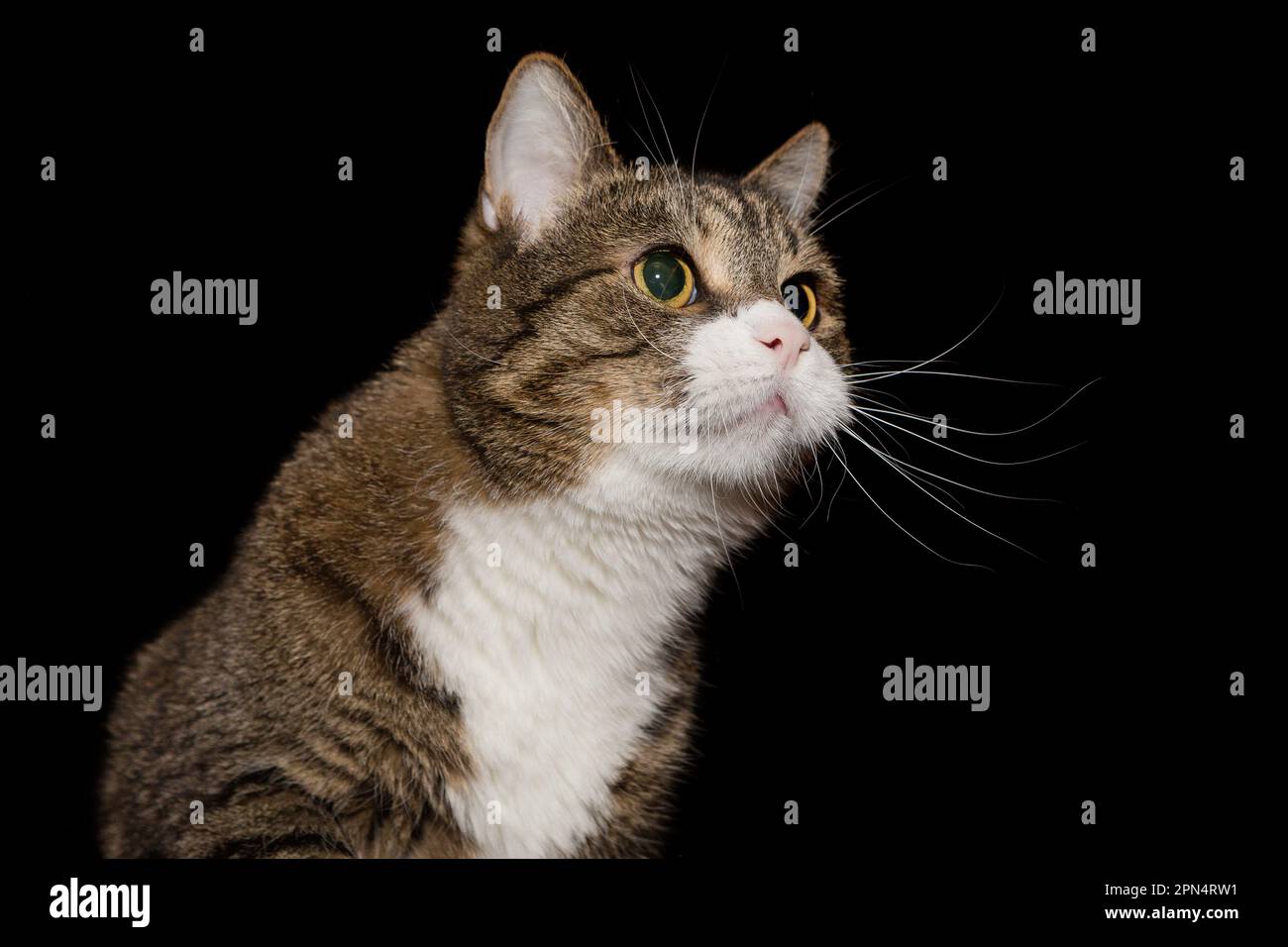 Portrait of a gray and striped cat, side view on a black background ...