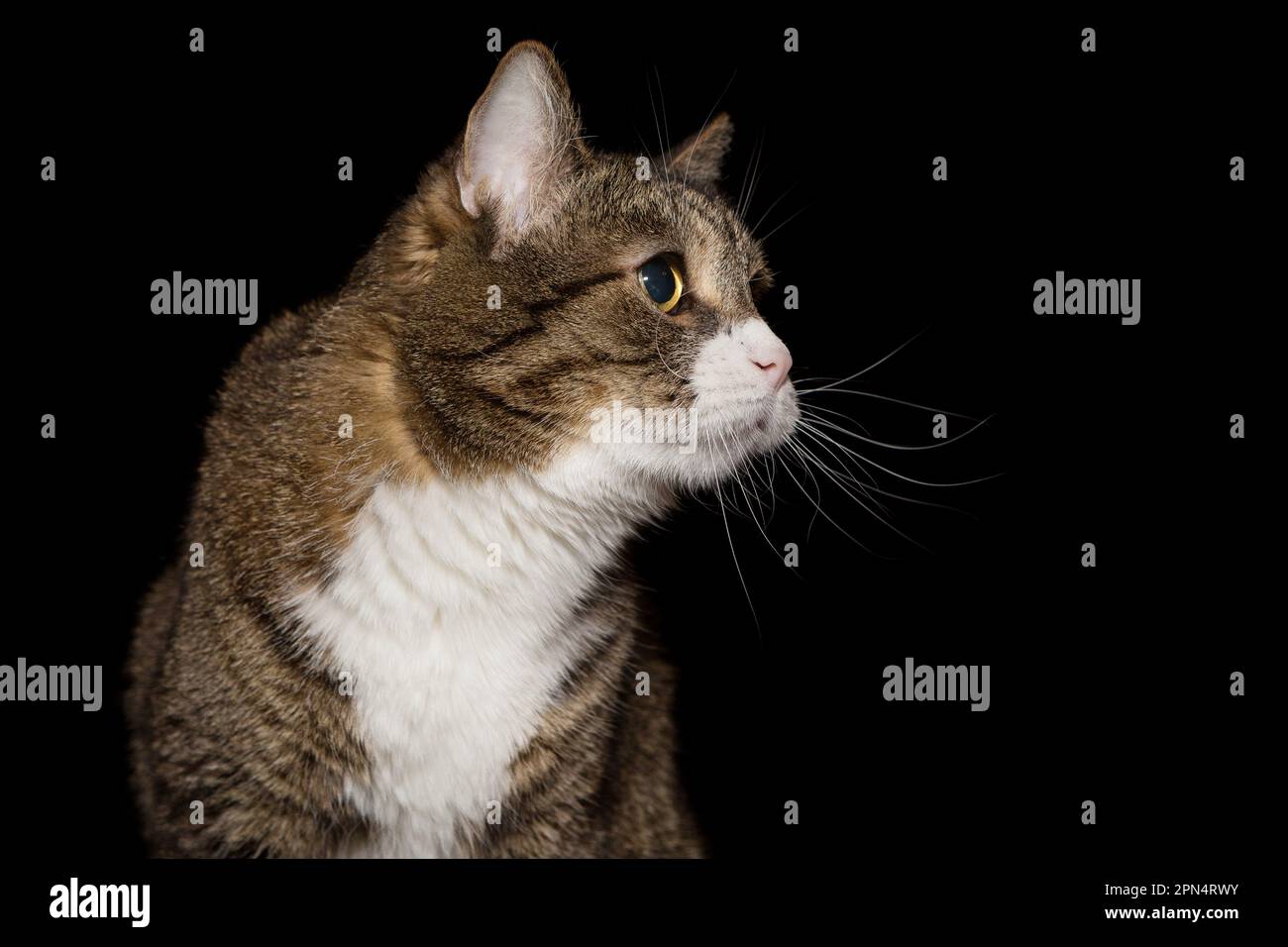Portrait of a gray and striped cat, side view on a black background ...