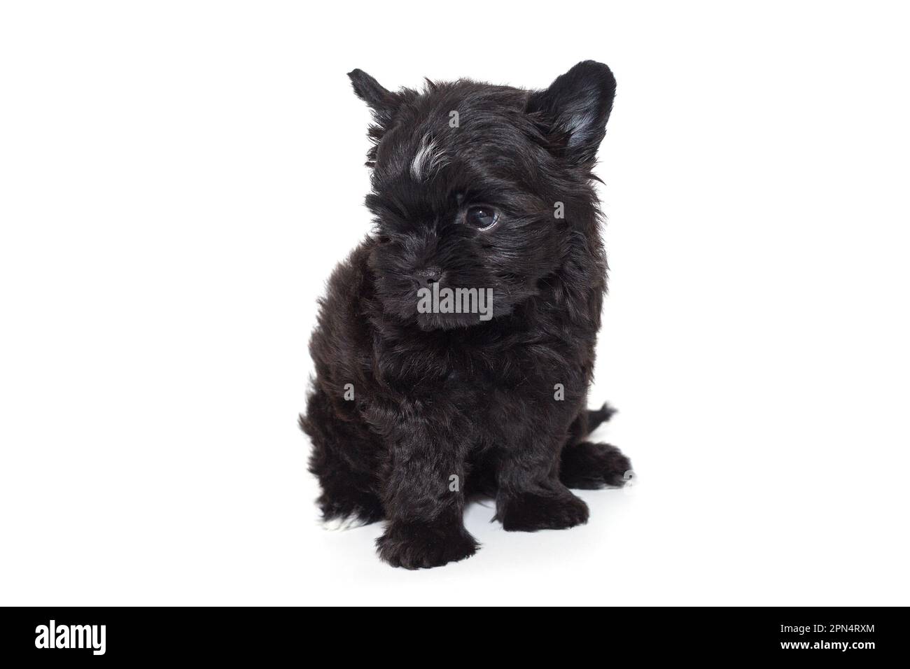 Small black Yorkshire Terrier puppy, isolated on a white background ...