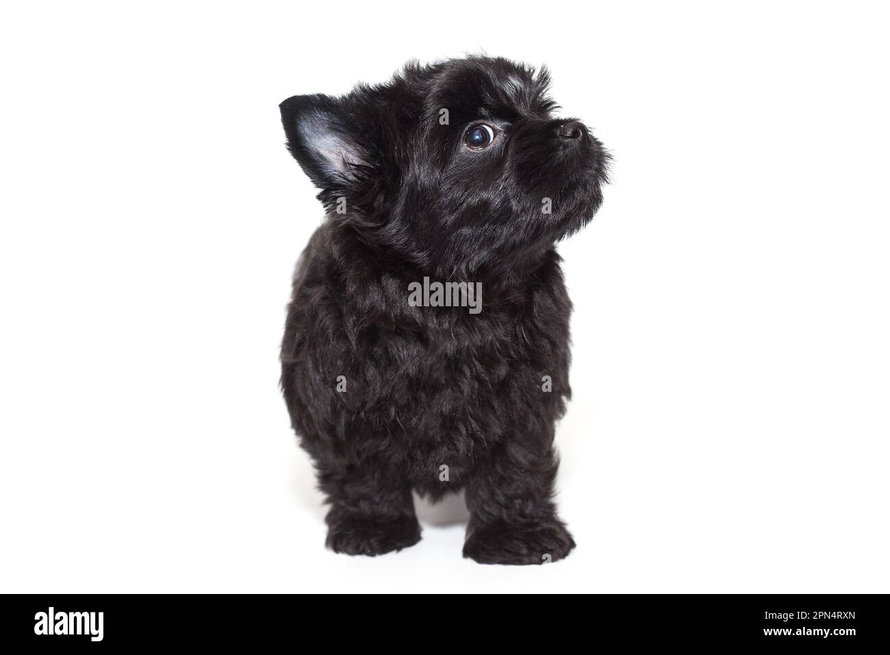 Small black Yorkshire Terrier puppy, isolated on a white background ...