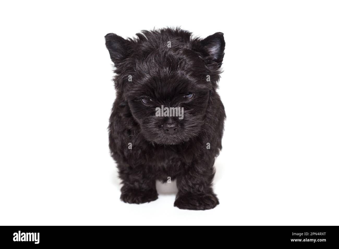 Small black Yorkshire Terrier puppy, isolated on a white background ...