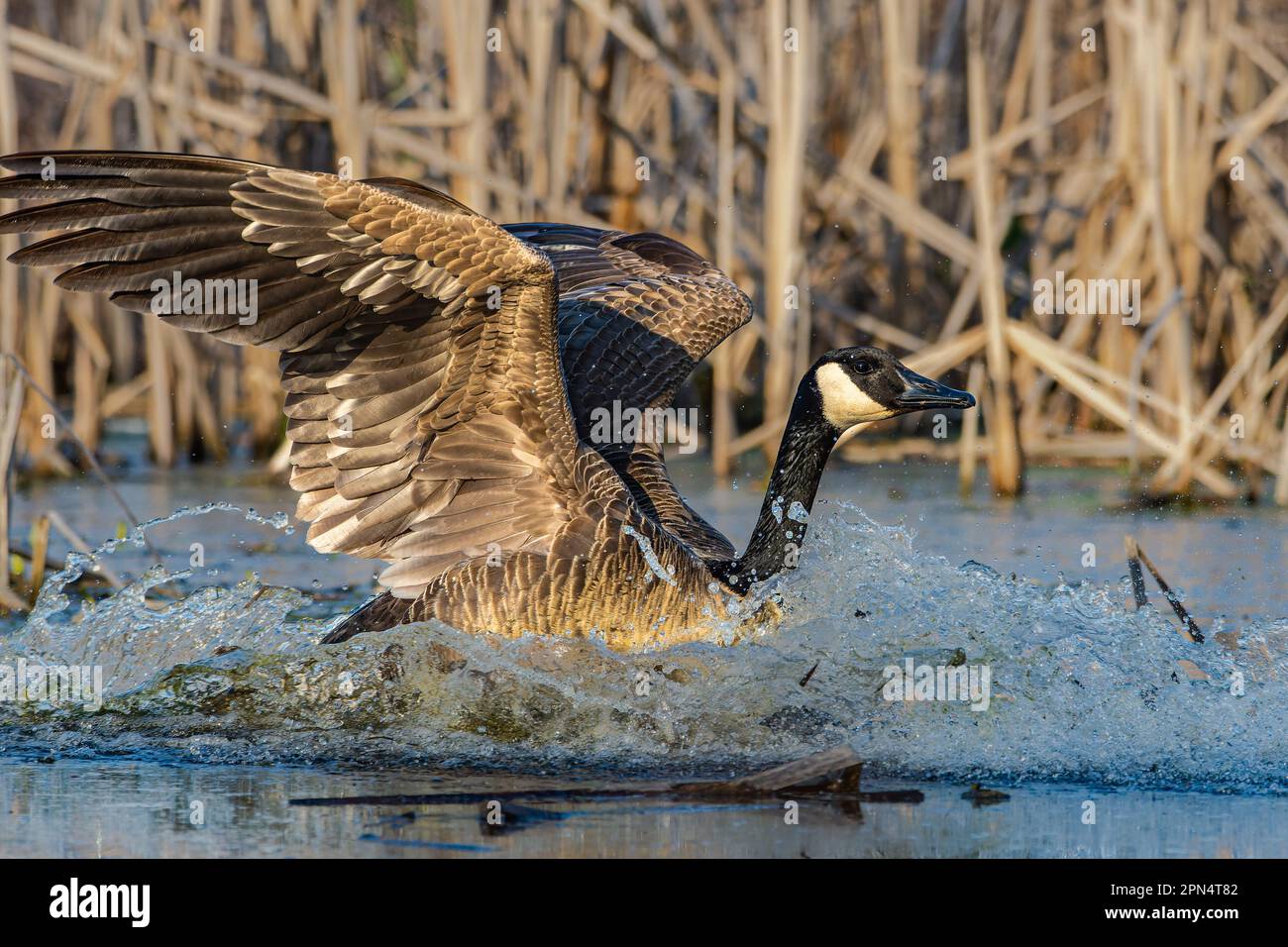Water splashes around a Canada goose, Branta canadensis, as it lands in ...