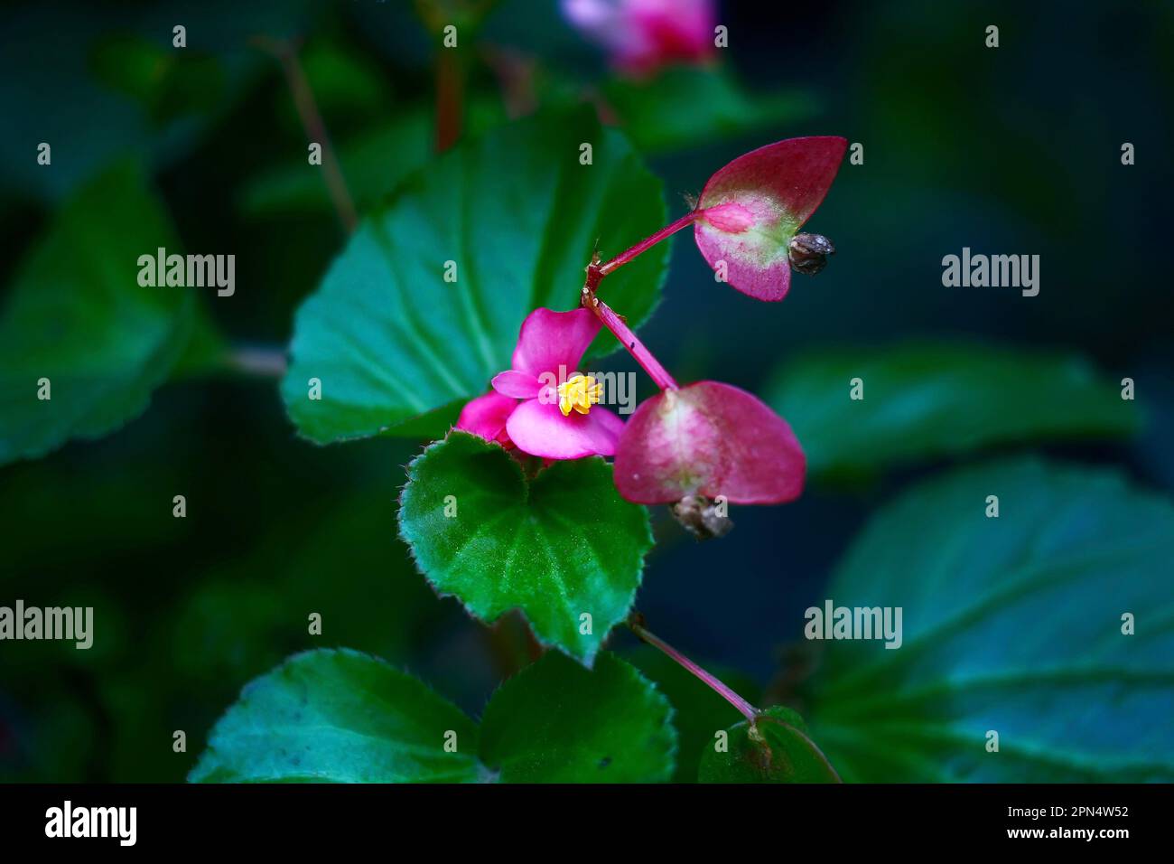 A vibrant pink Begonia flower growing from lush green foliage in a ...