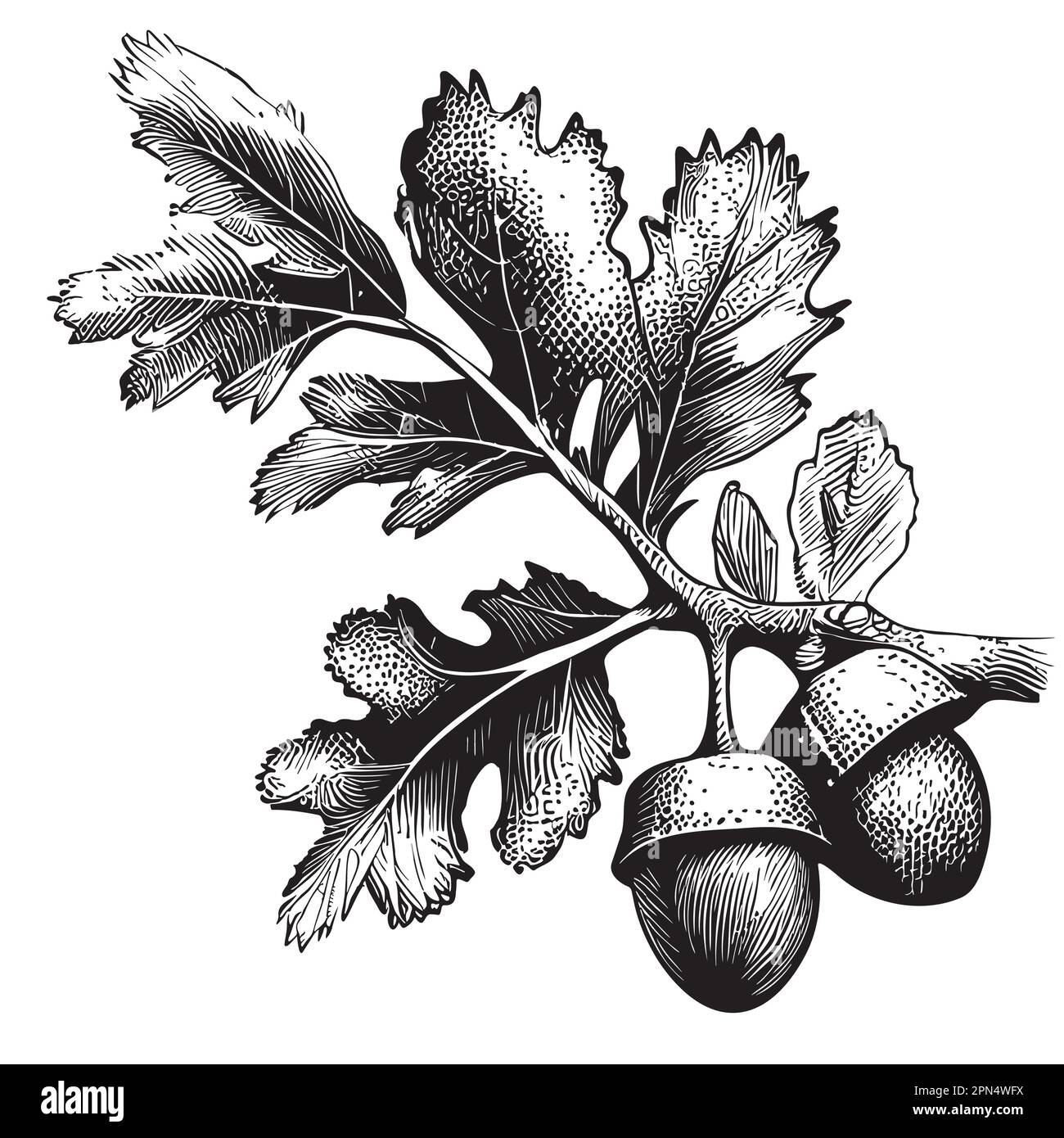 Acorns sketch hand drawn illustration in doodle style Oak tree Stock ...