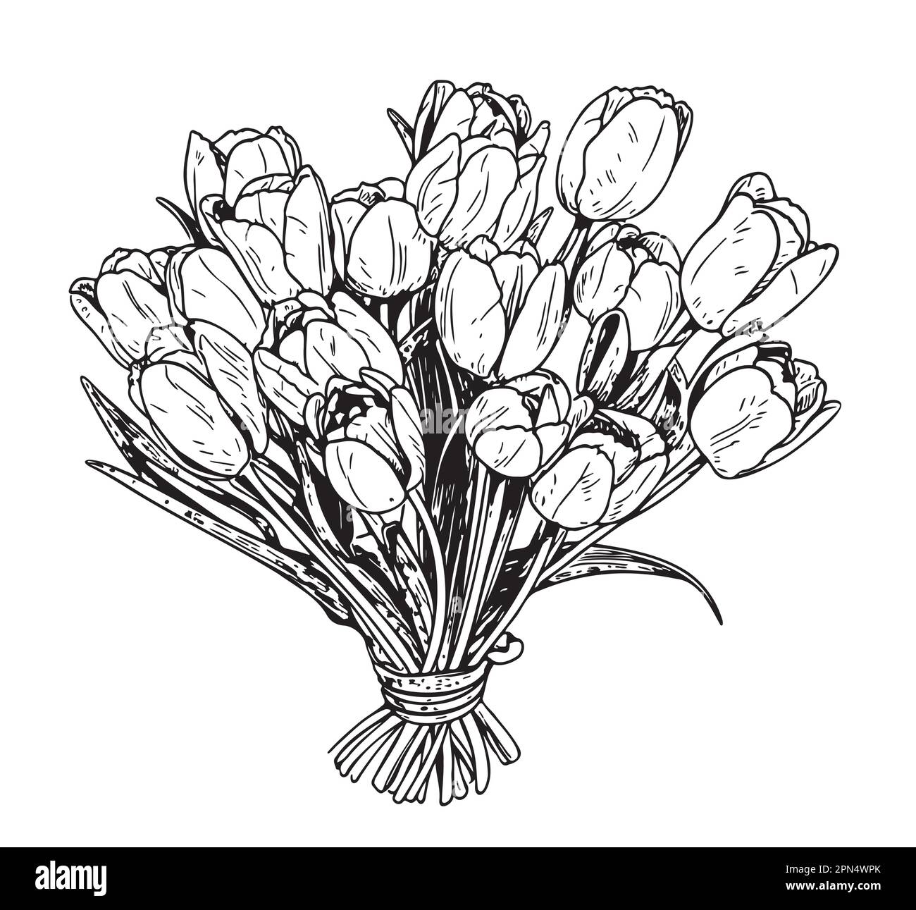 Bouquet of tulips hand drawn sketch illustration Flowers Stock Vector Image & Art - Alamy