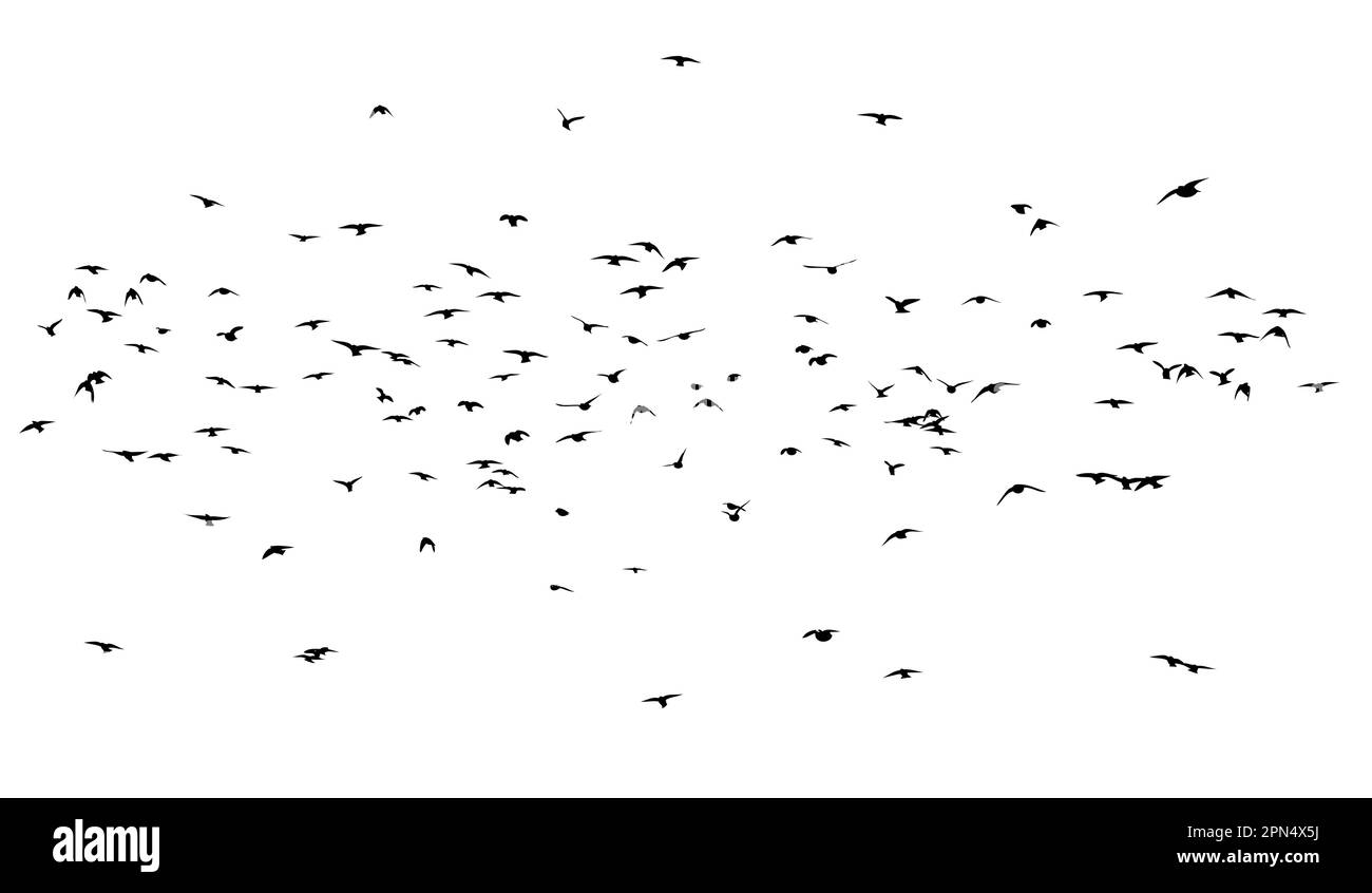 A flock of flying birds. Free birds. Vector illustration Stock Vector ...