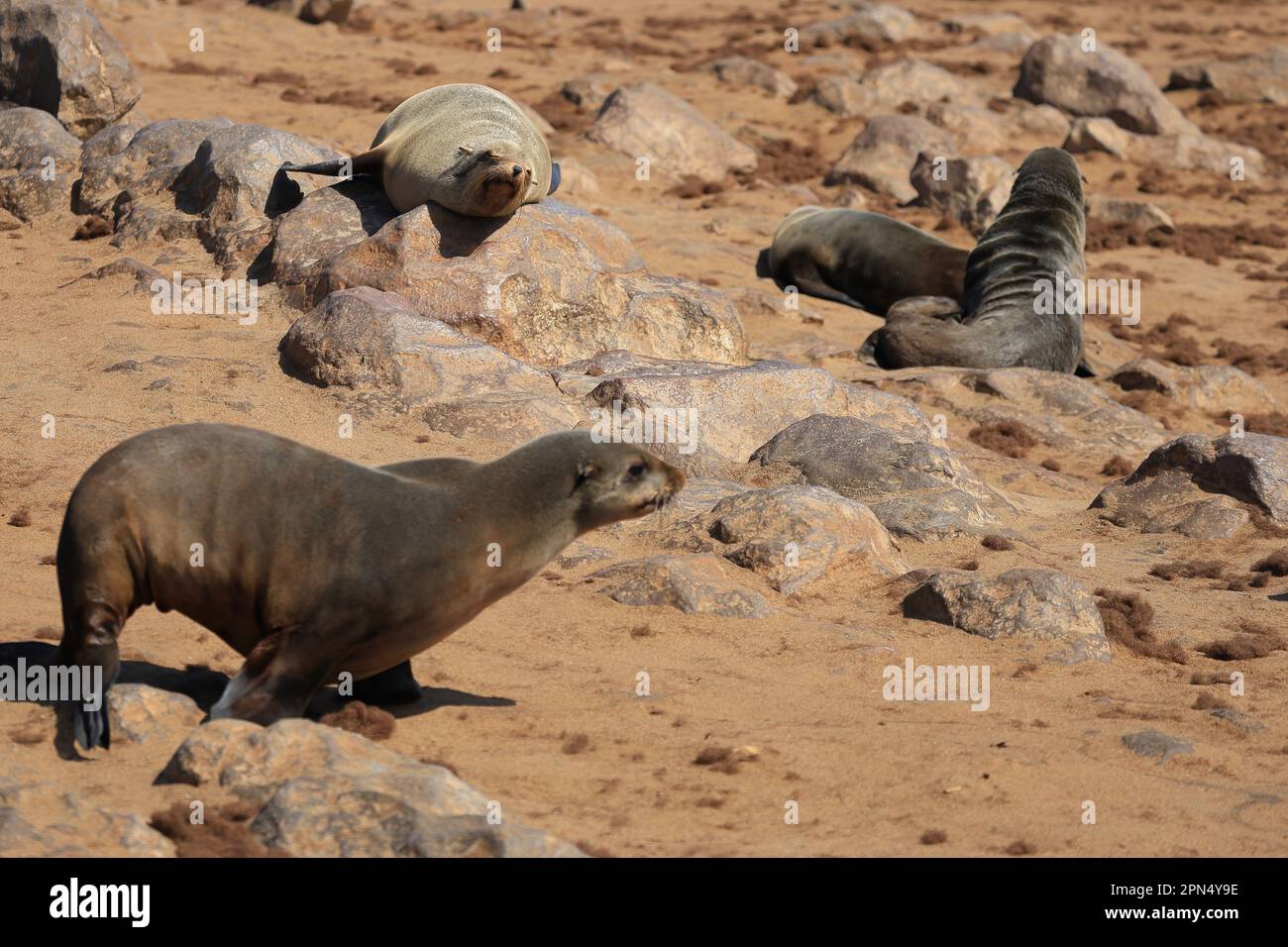 Namibia beach lion hi-res stock photography and images - Alamy