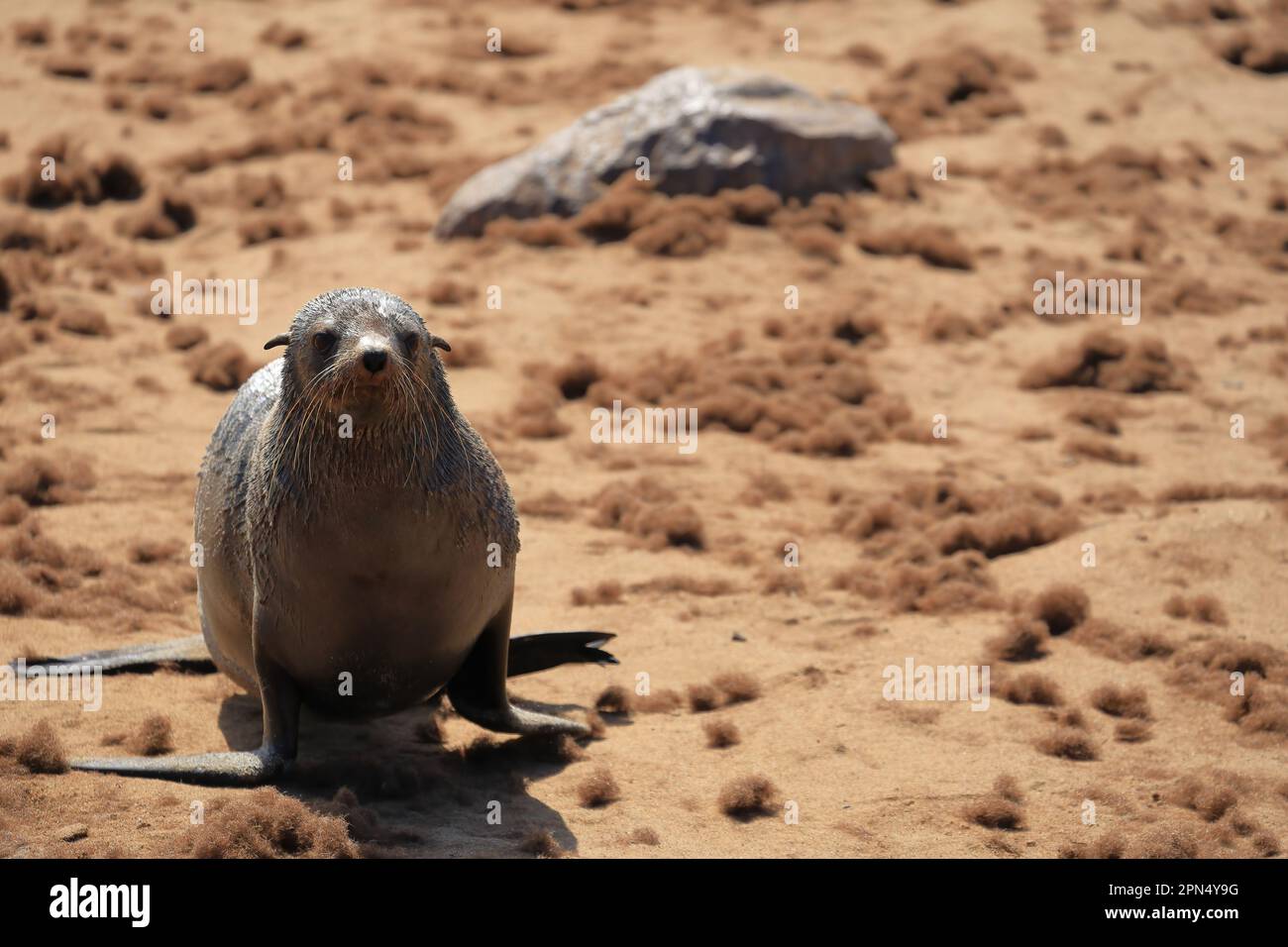 Cape cross sea lion hi-res stock photography and images - Alamy