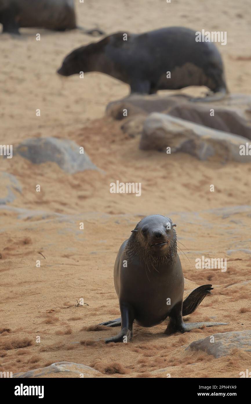 sea lion on the beach of cape cross in Namibia Stock Photo - Alamy
