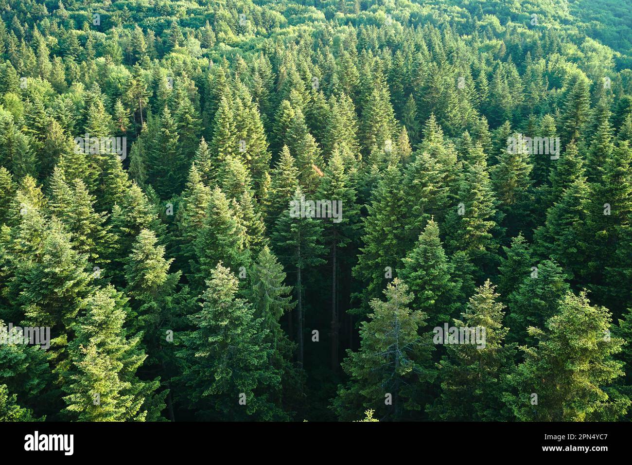 Aerial view of green pine forest with dark spruce trees. Nothern ...