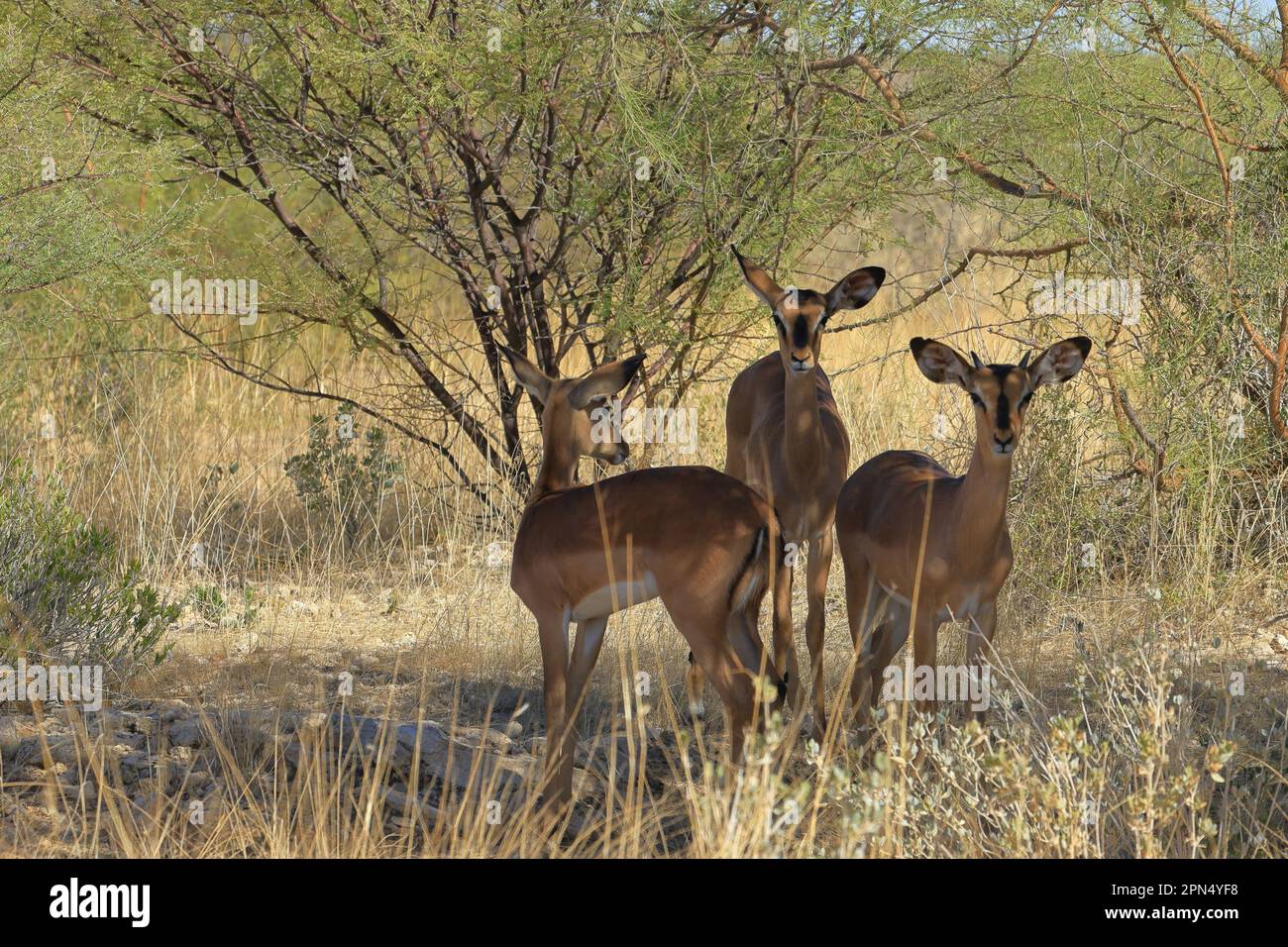 Impala impalas hi-res stock photography and images - Alamy