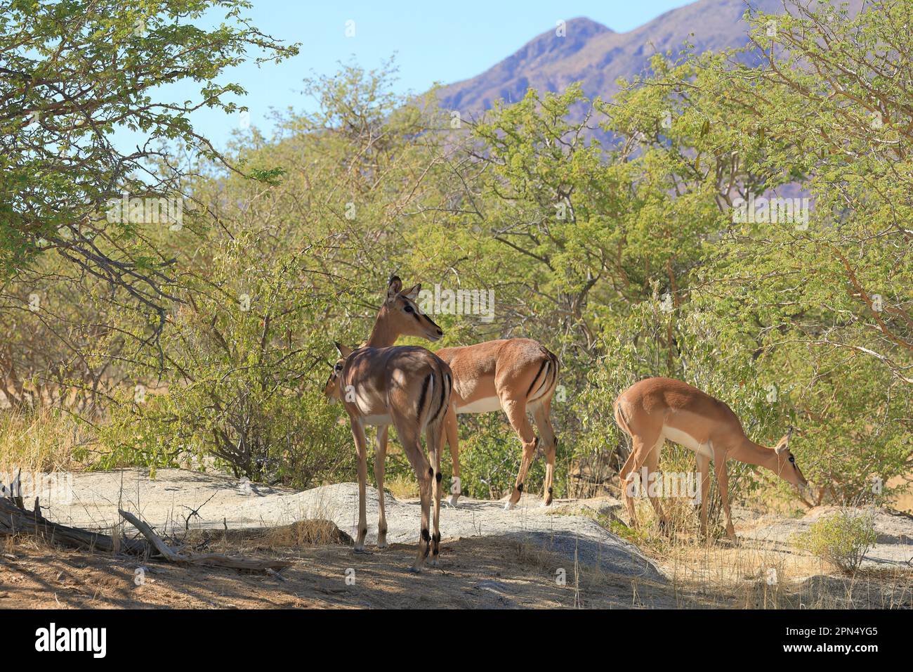 impalas in the wild of Namibia Stock Photo - Alamy