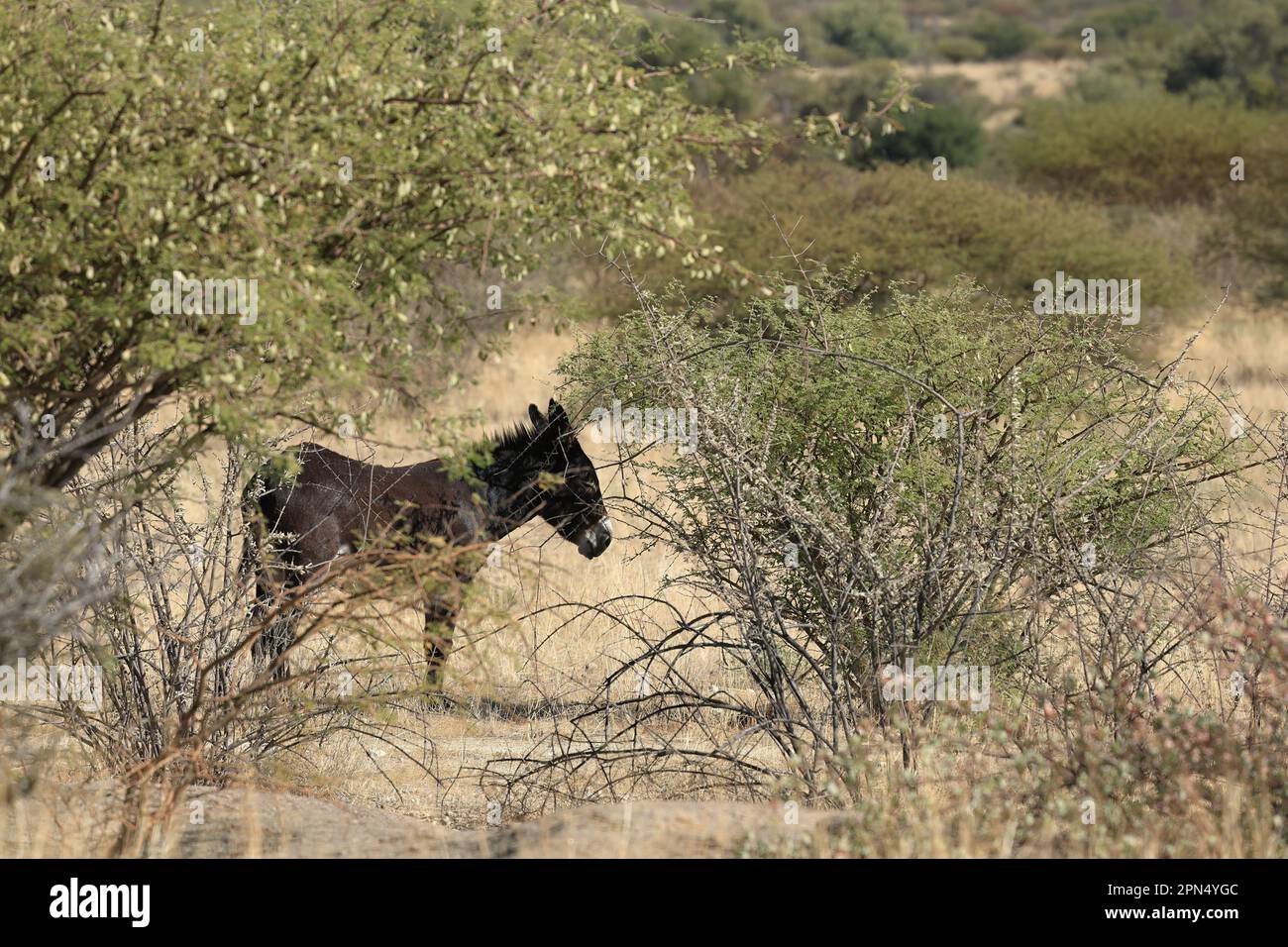 wild donkey in the wild of Namibia Stock Photo - Alamy