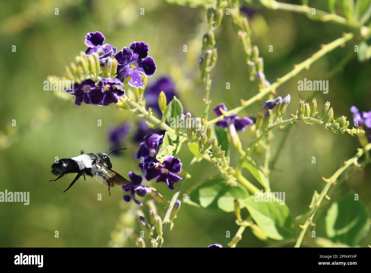 leaf cutter bee in a purple blooming bush in Namibia Stock Photo - Alamy