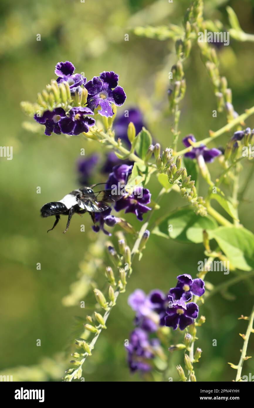 leaf cutter bee in a purple blooming bush in Namibia Stock Photo - Alamy