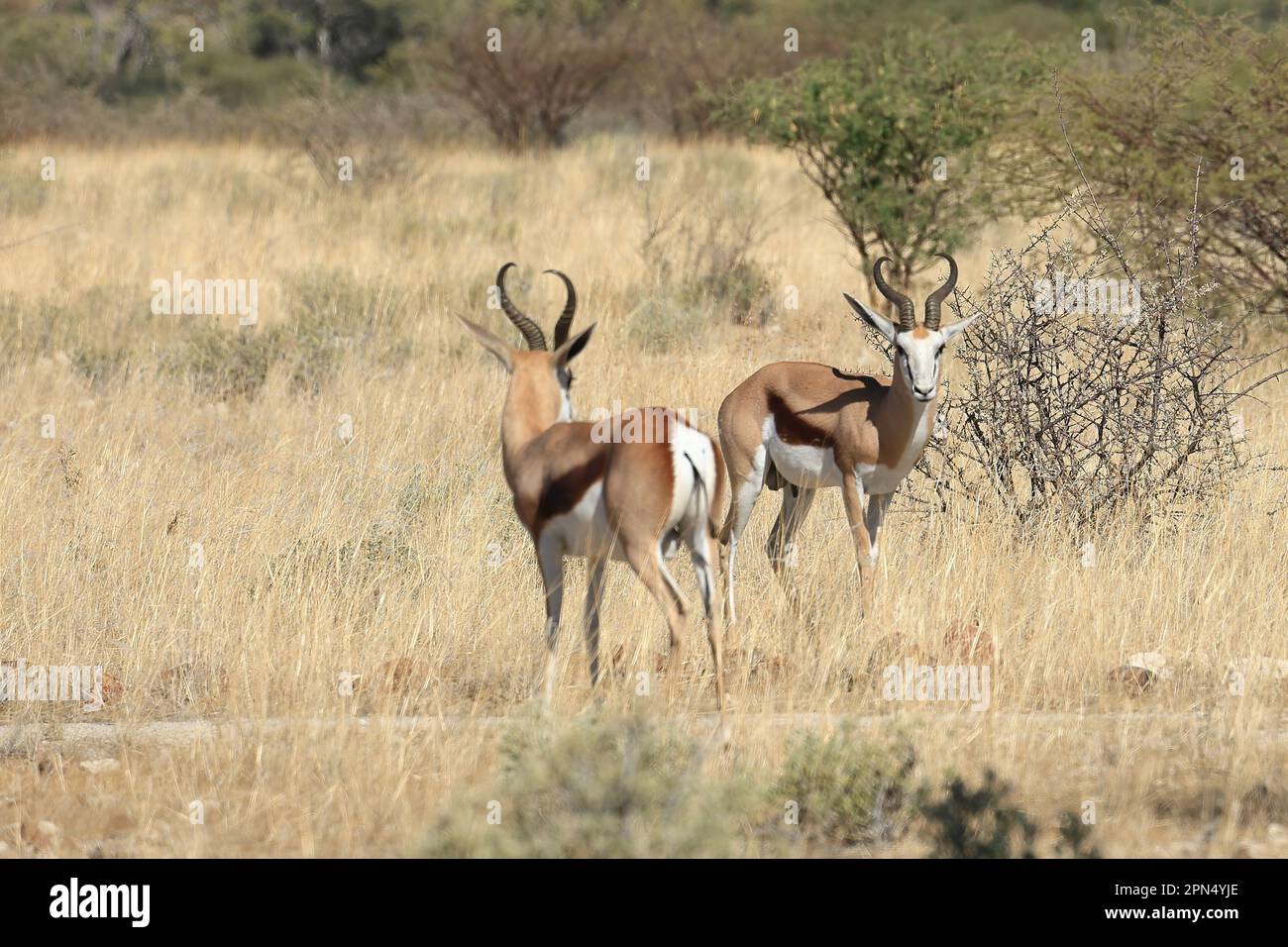 springboks in the erongo region Stock Photo - Alamy