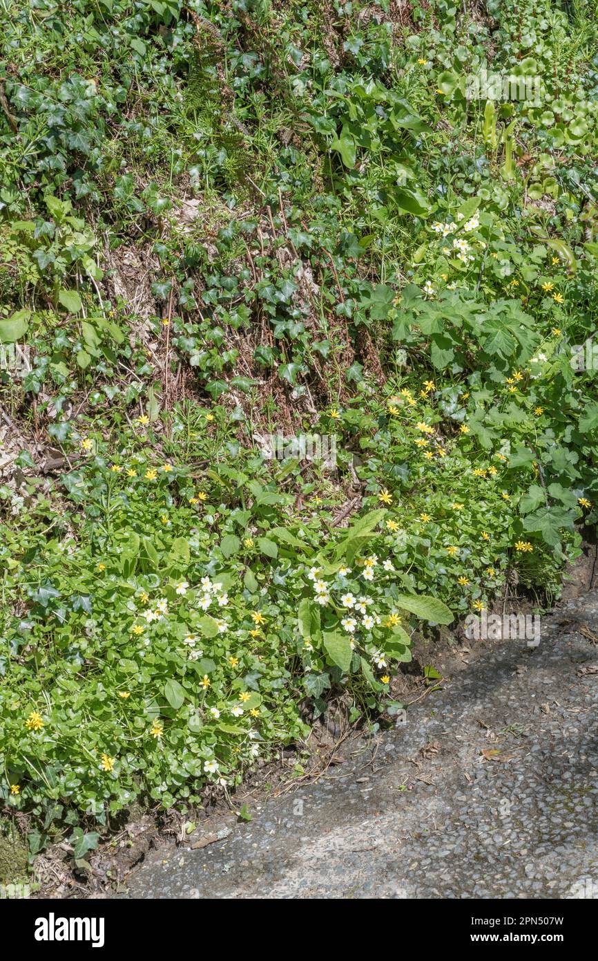 Primrose lesser celandine growing hi-res stock photography and images ...