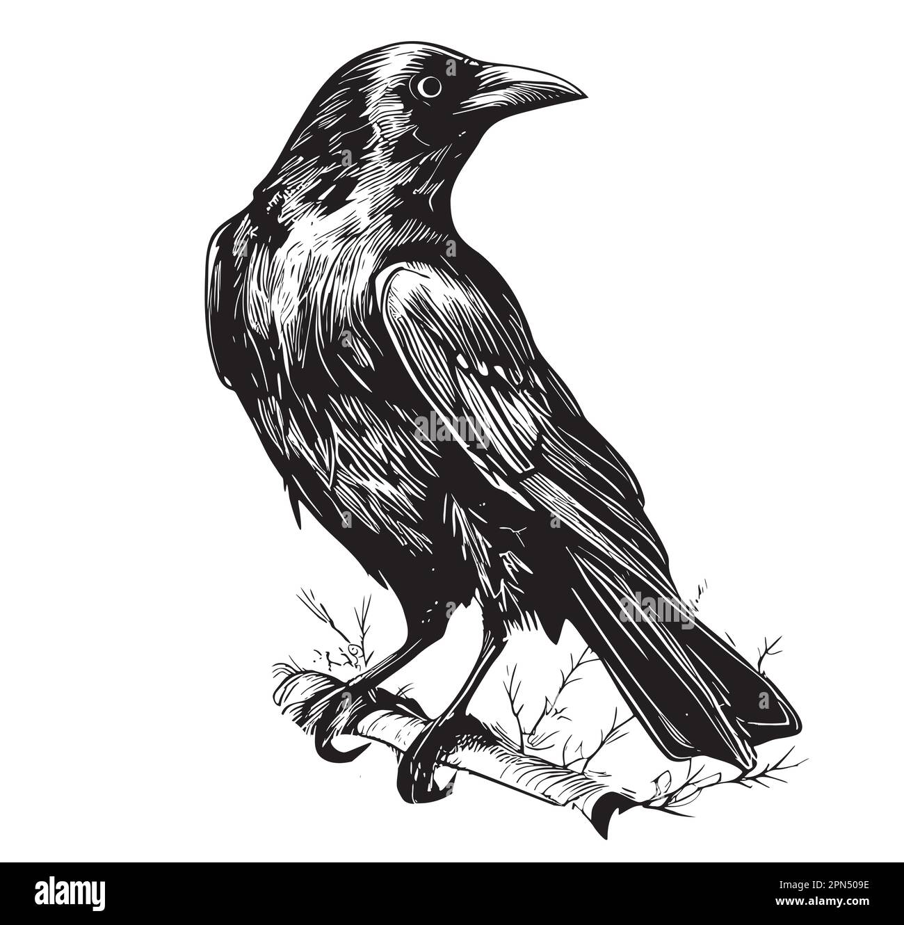 Raven crow hand drawn sketch illustration Birds Stock Vector Image ...