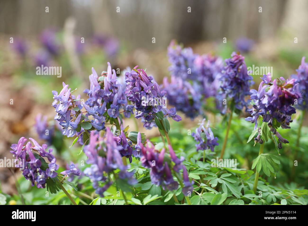 First spring flowers in a forest. Fumewort, corydalis solida blooming ...