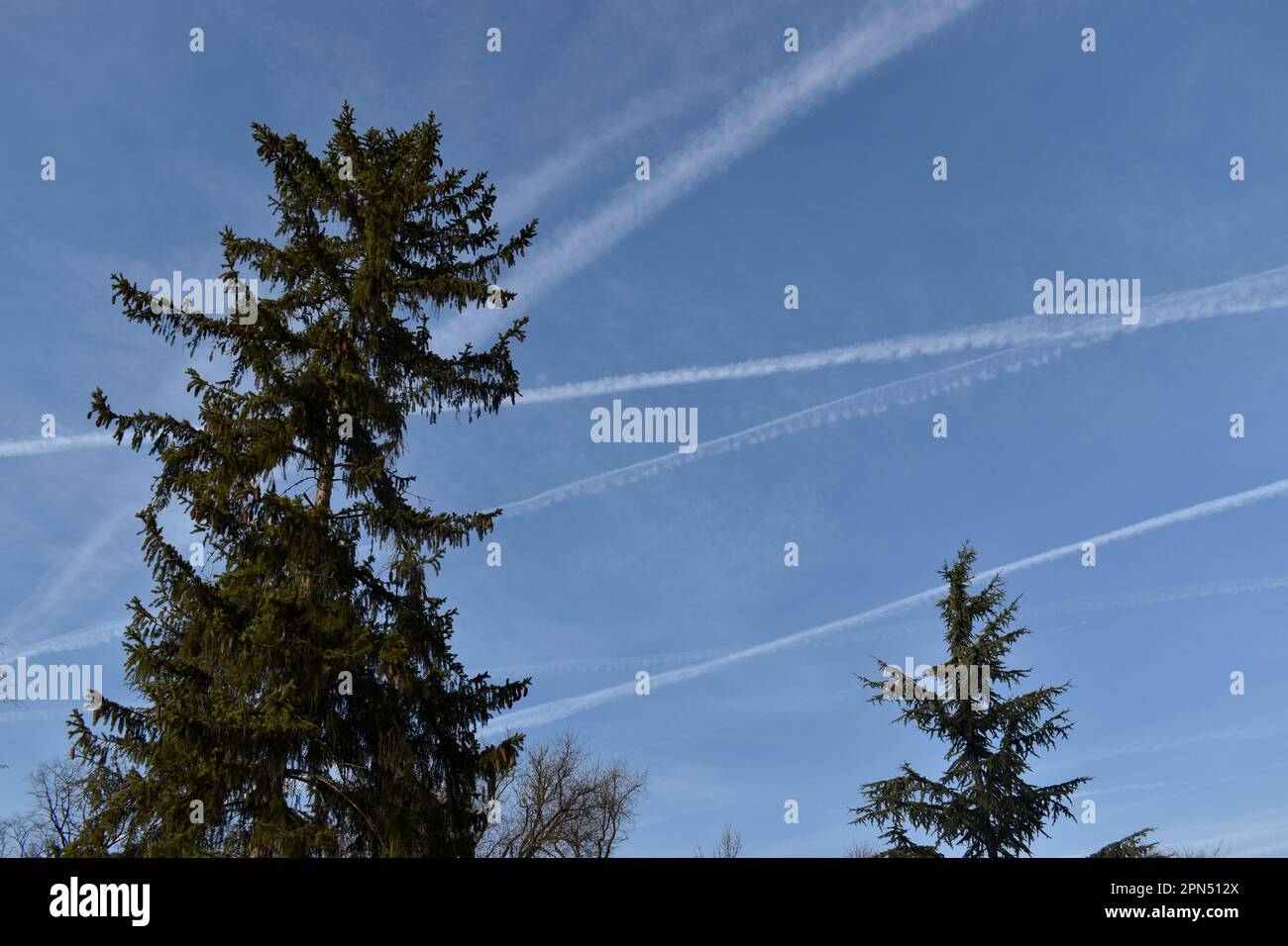 Two fir trees and blue sky dappled with white lines Stock Photo - Alamy