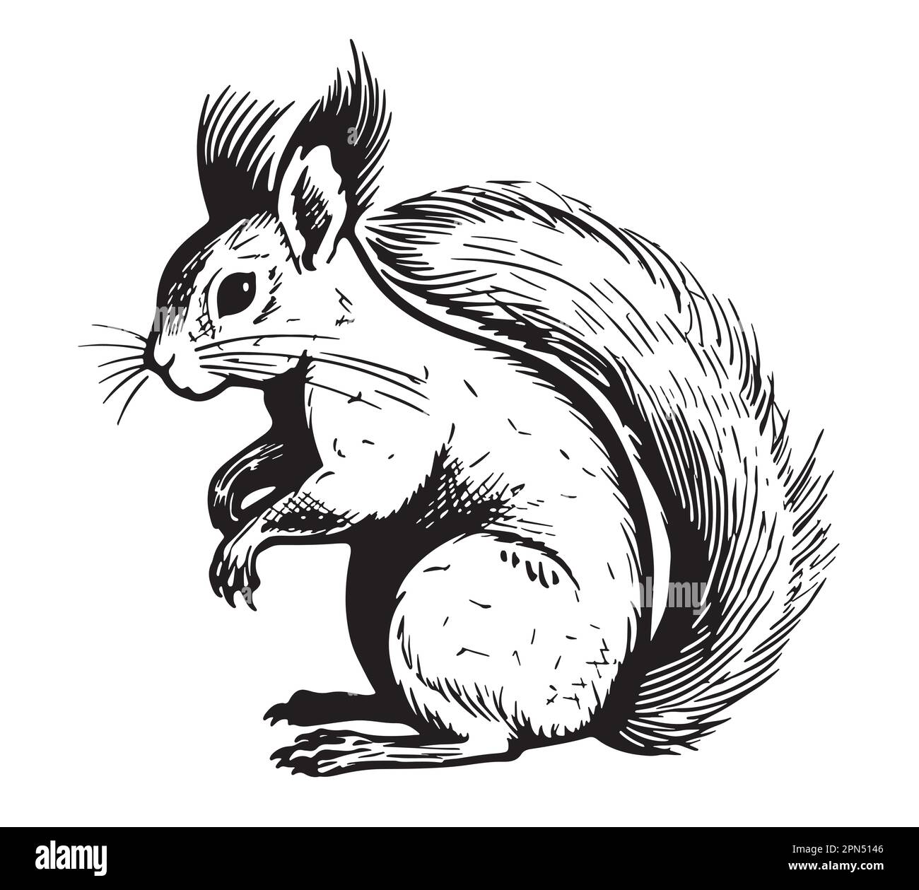 Red squirrel line sketch hi-res stock photography and images - Alamy