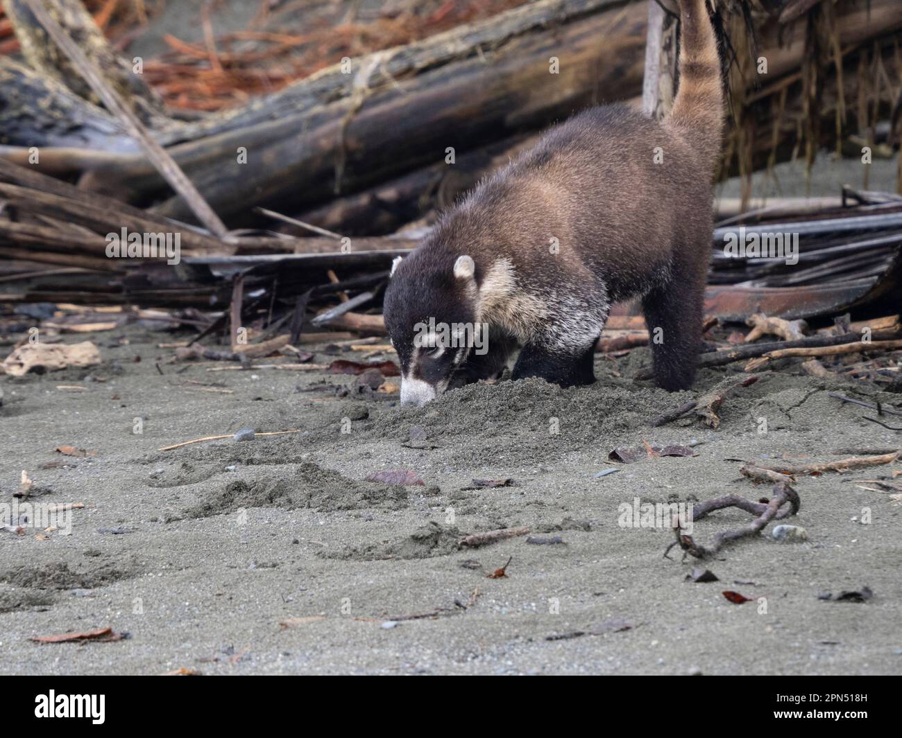 White-nosed coati (Nasua narica) at Corcovado National Park, Osa ...