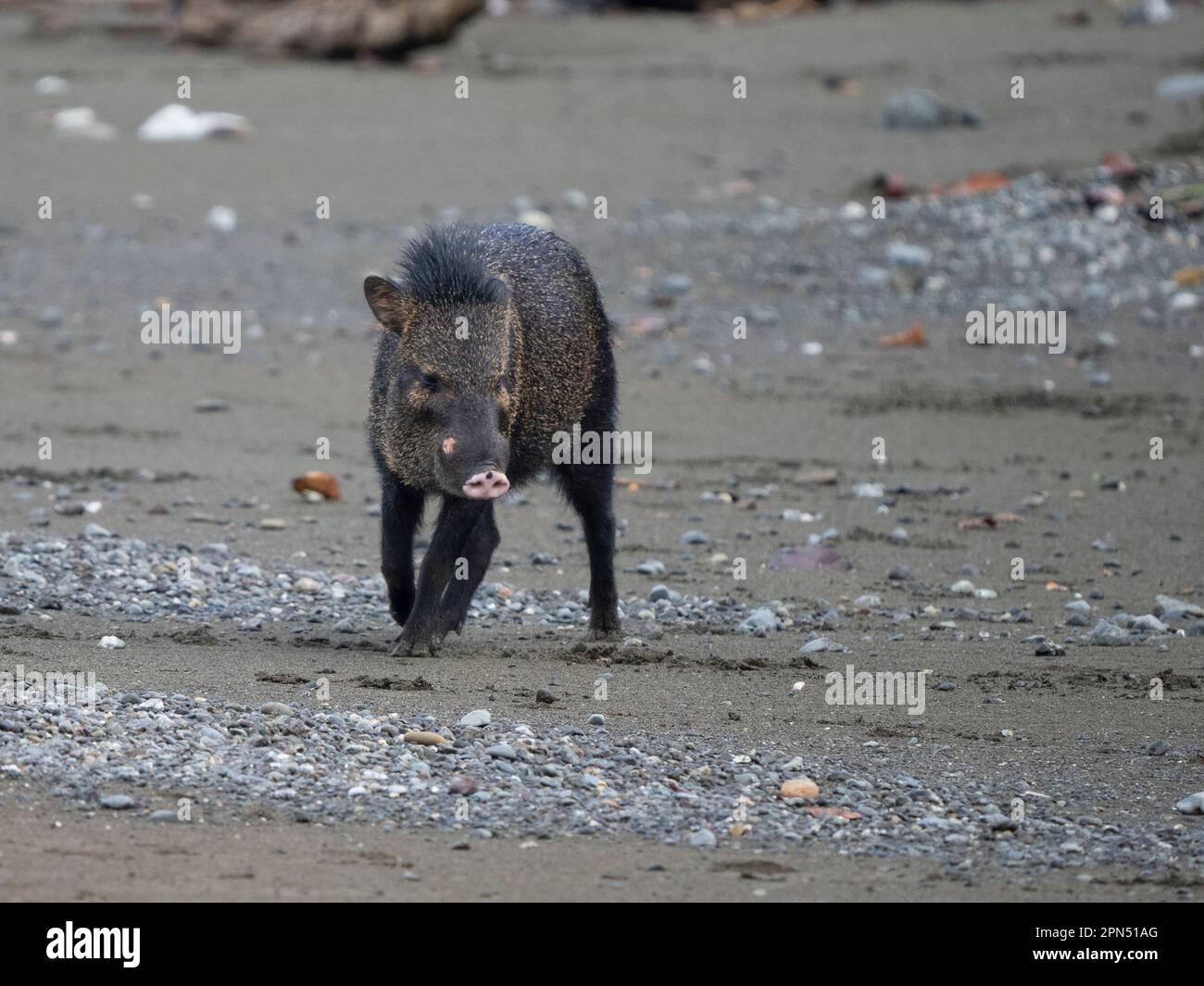 Collared peccary (Dicotyles tajacu) at Corcovado National Park, Osa ...