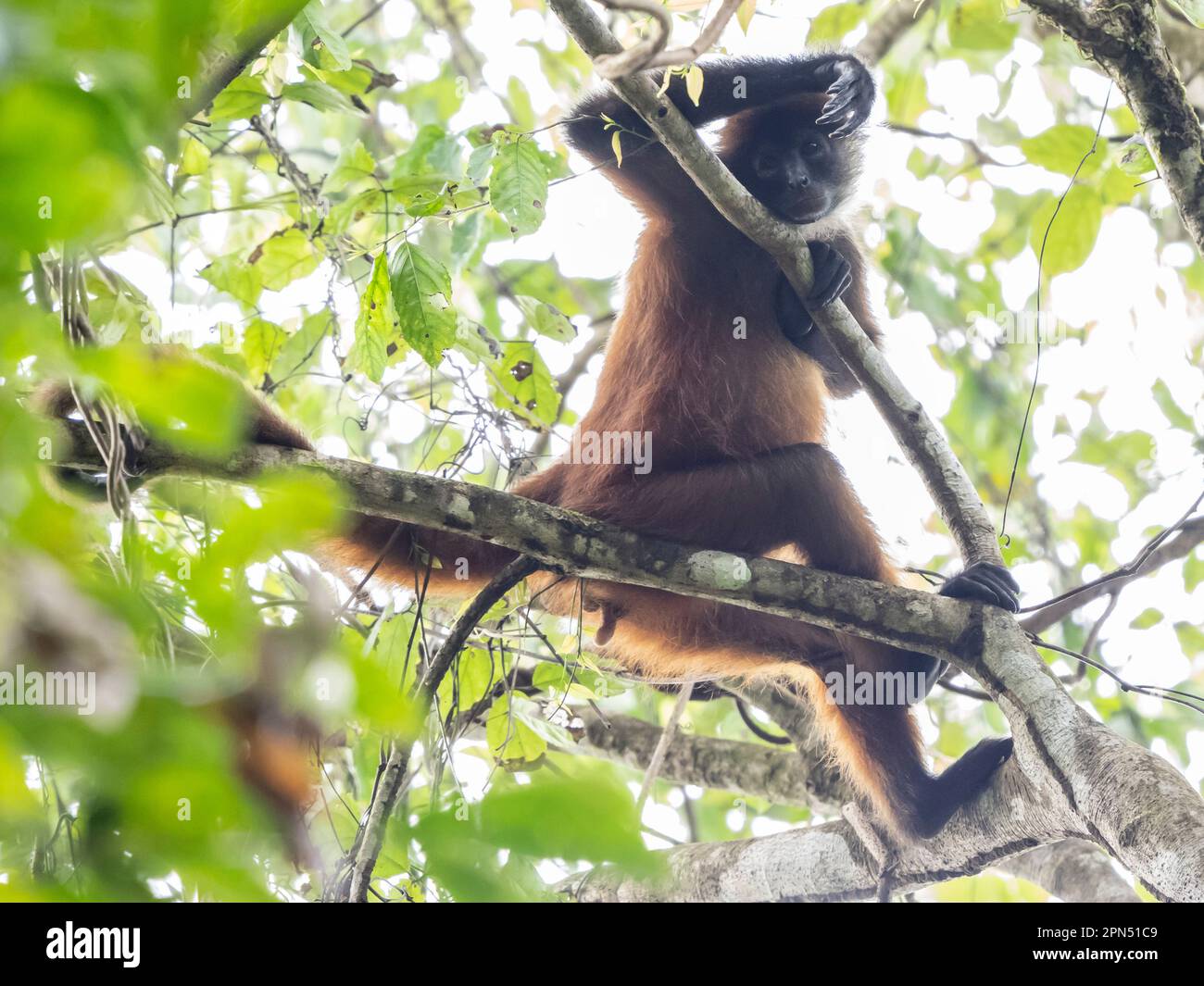 Geoffroy's spider monkey (Ateles geoffroyi) at Corcovado National Park ...