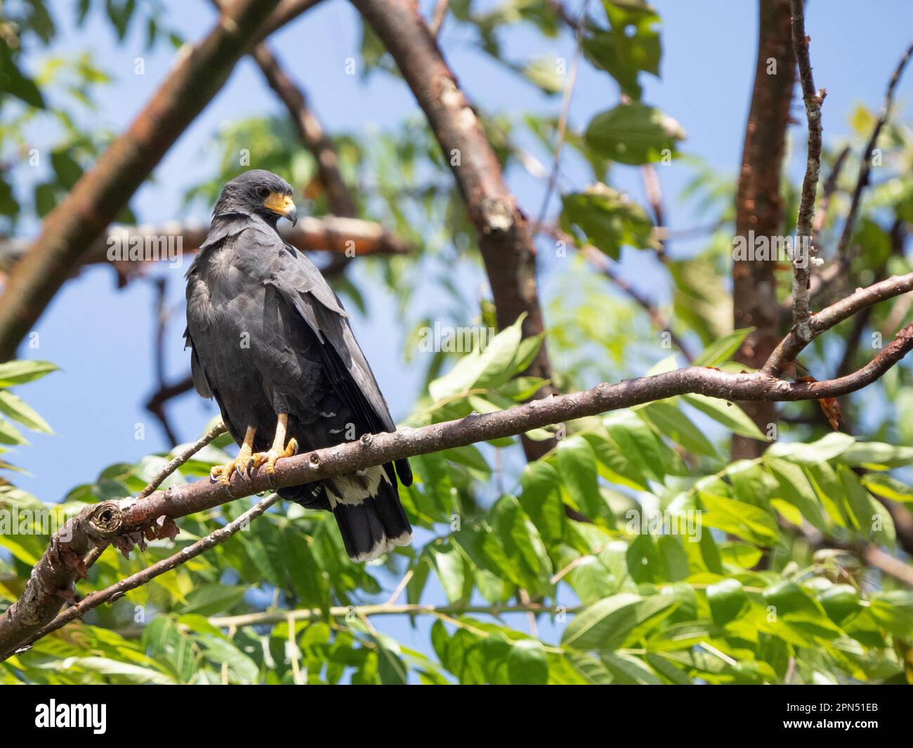 Common black hawk (Buteogallus anthracinus) at Corcovado National Park ...
