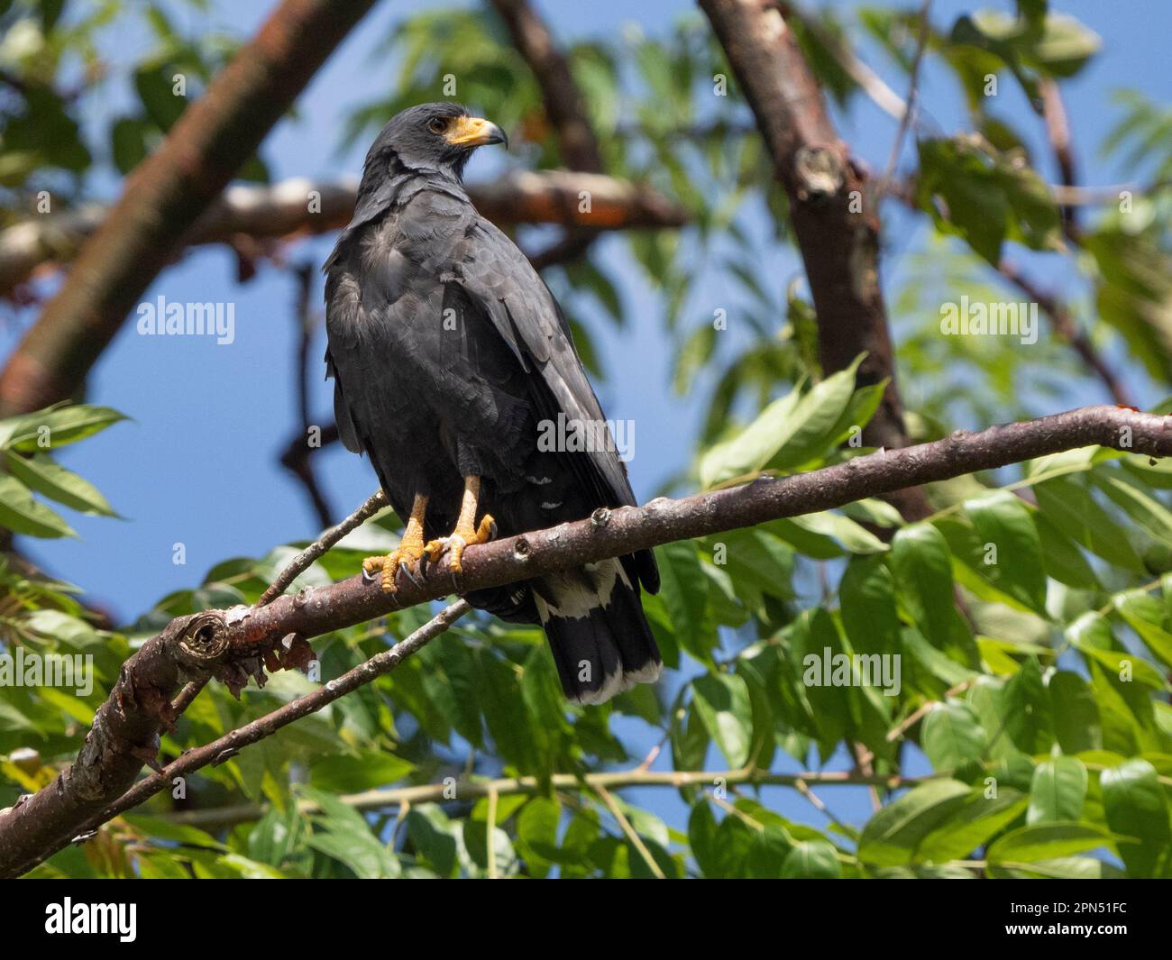 Common black hawk (Buteogallus anthracinus) at Corcovado National Park ...