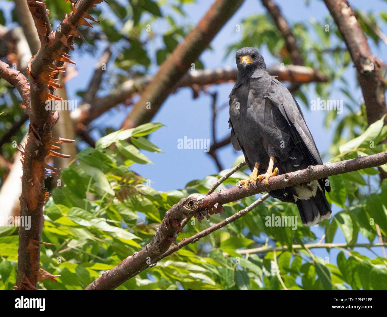 Common black hawk hi-res stock photography and images - Alamy