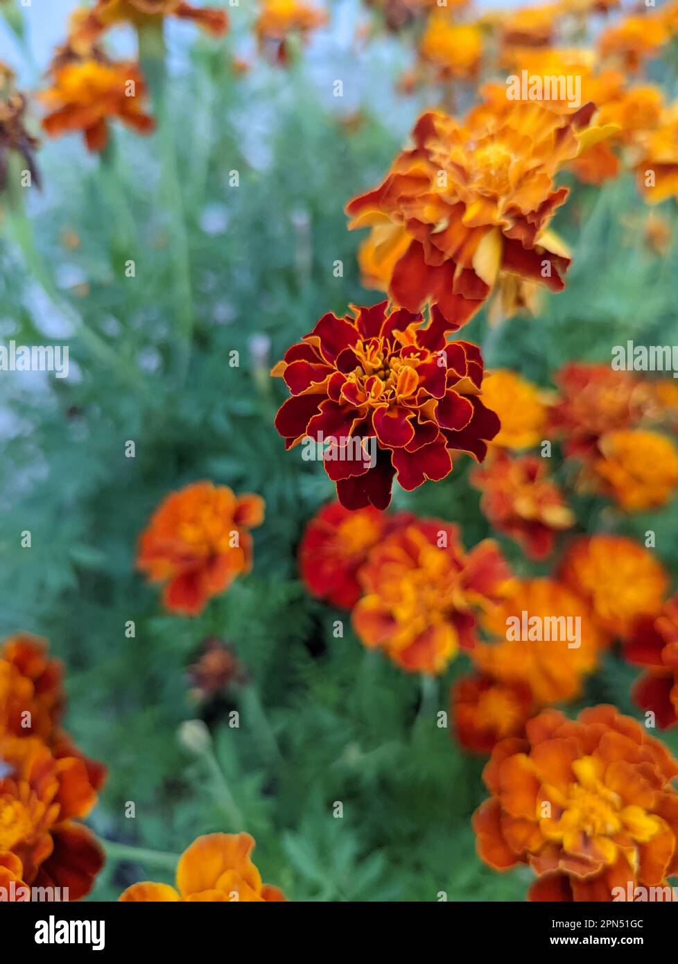 A vibrant red Tagetes erecta flower standing out among lush green ...